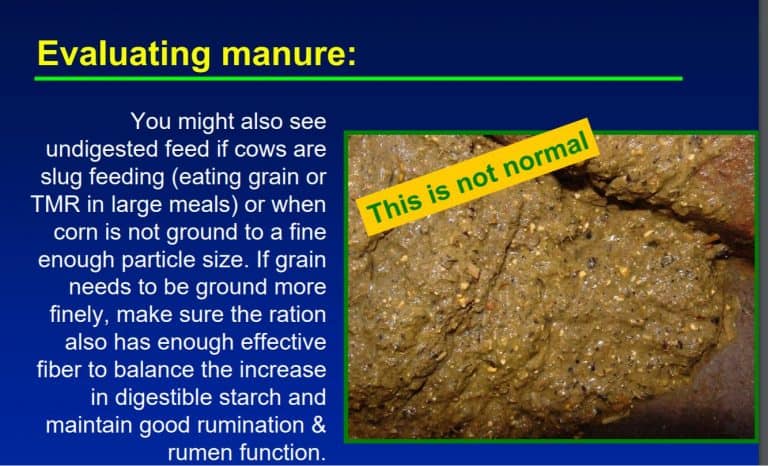 Cow Poop Analyzer - Healthy Or Sick