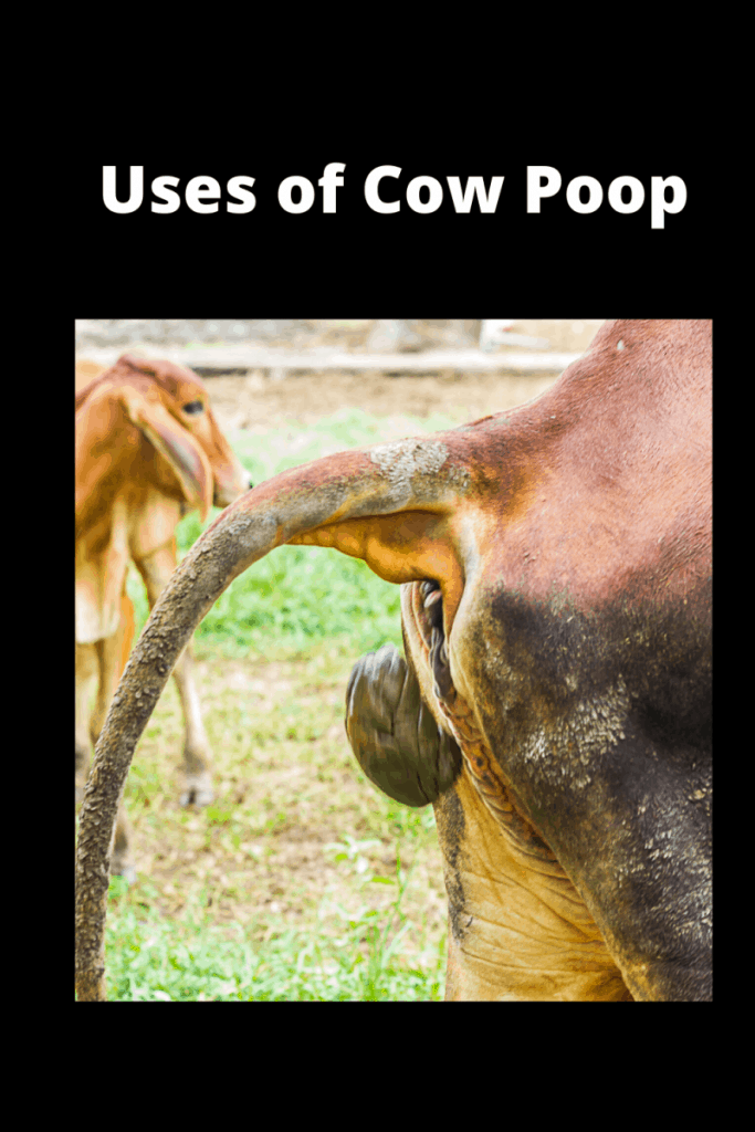 Cow Dung and its Uses - Farm Animal Report