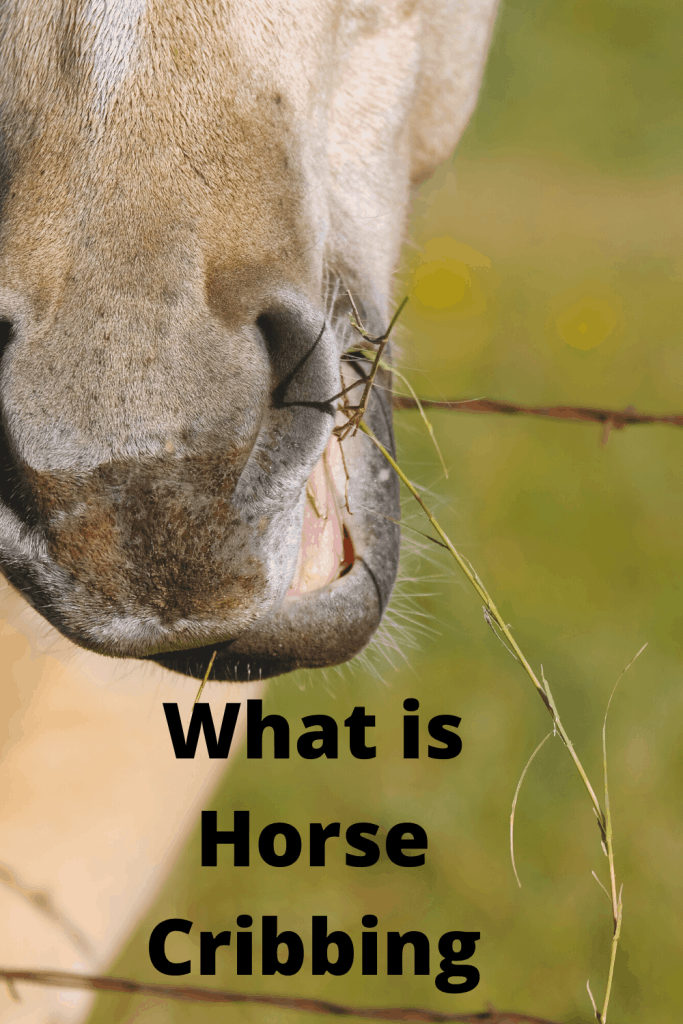 What is Horse Cribbing – Farm Animal Report