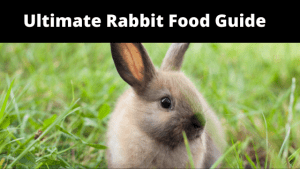 Ultimate Guide To Rabbit Foods