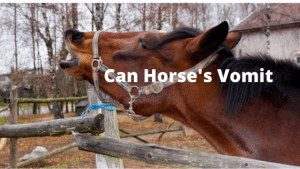 Why Can't Horses Vomit?