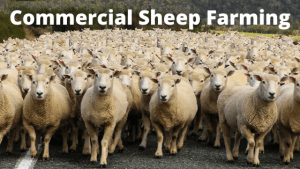 Sheep Farming For Wool