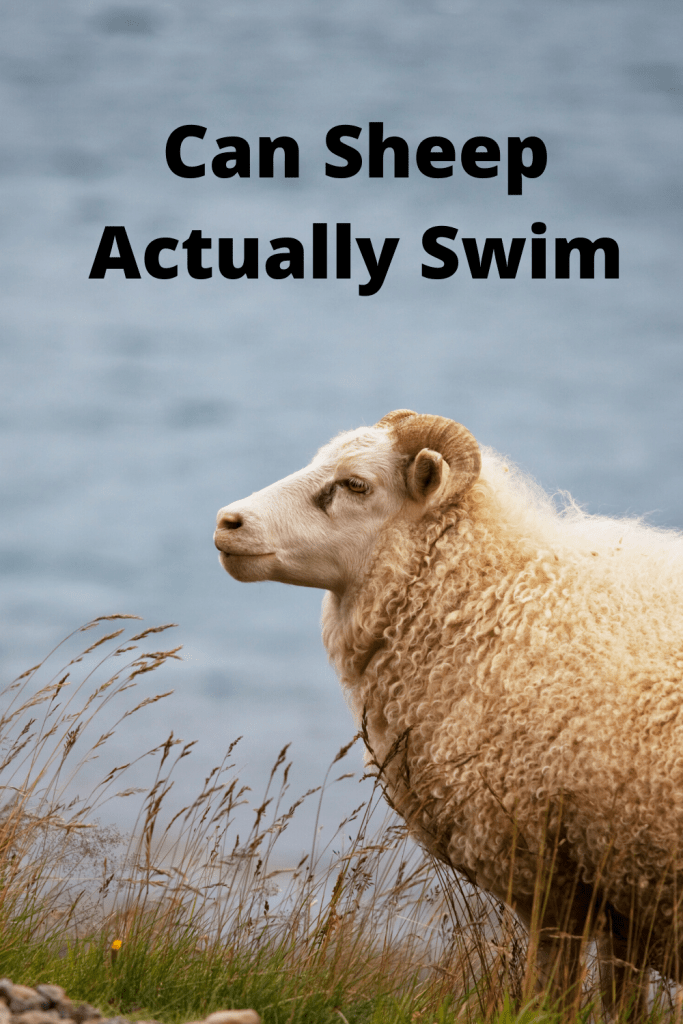 Can Sheep Swim? Yes, Here’s Proof – Farm Animal Report