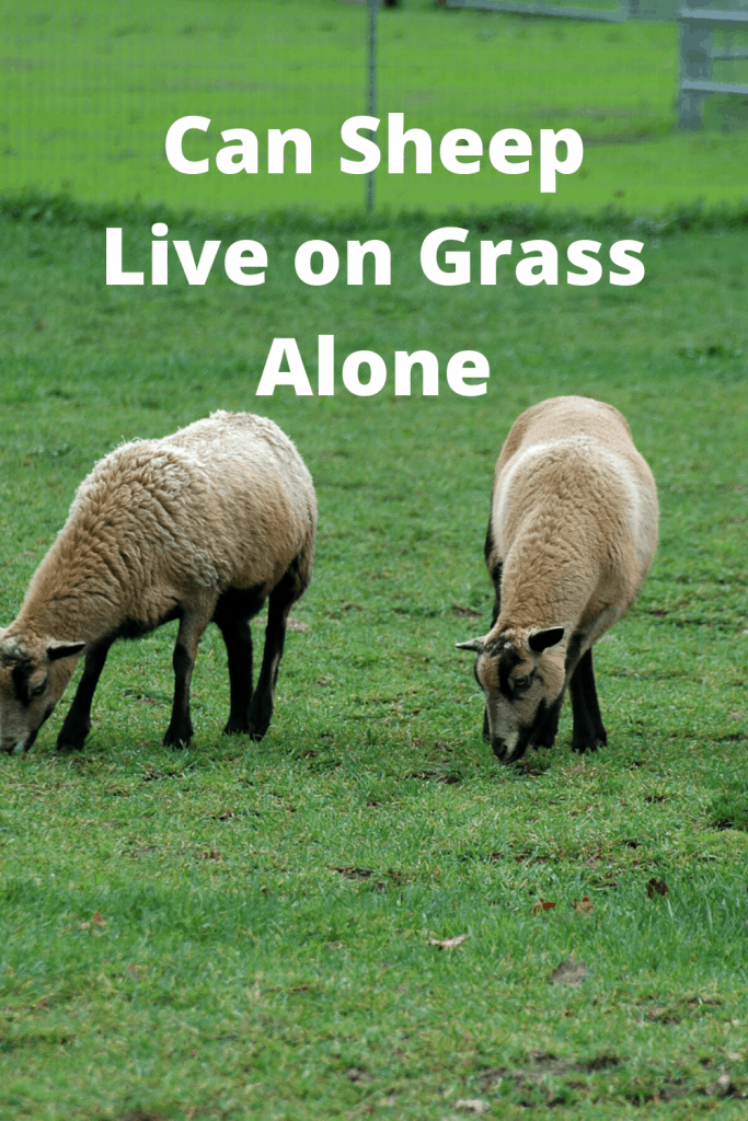 What Sheep Eat and How Much / Your Guide to Feeding Sheep – Farm Animal ...