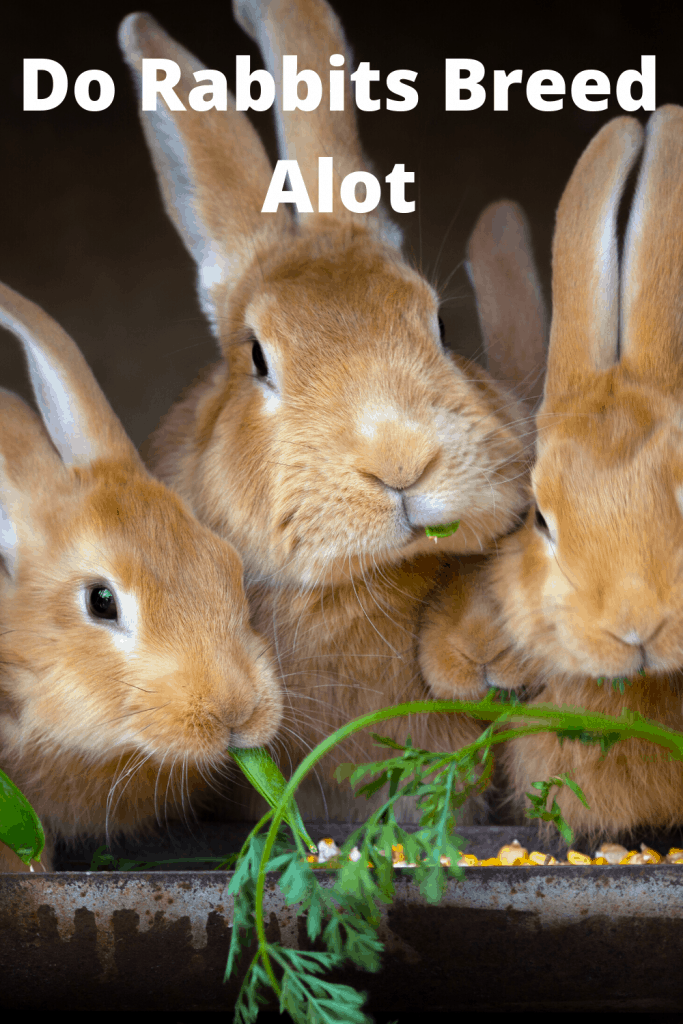A Buck Rabbit and His Harem! **SOLOMON** – Farm Animal Report