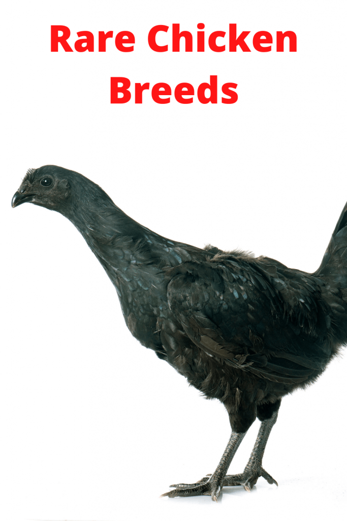 *RARE* Breed Chicken Farming – Farm Animal Report