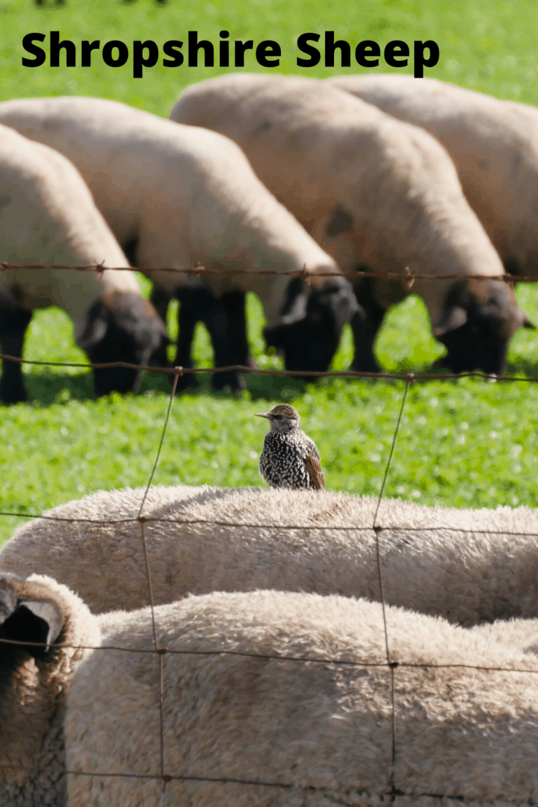 Ultimate Guide Shropshire Sheep Farming