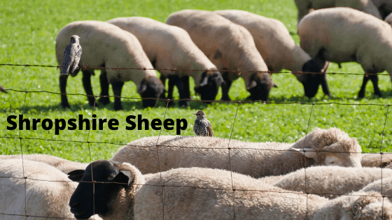 Ultimate Guide Shropshire Sheep Farming - Farm Animal report