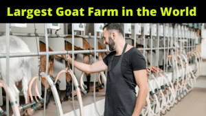 Largest Goat Farms In The World (2024)