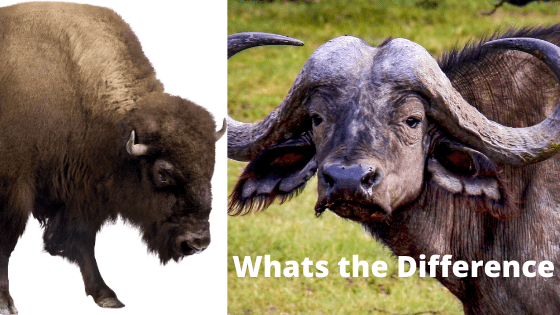 11 Differences: Bison vs Buffalo vs Yak (2022) - Farm Animal Report