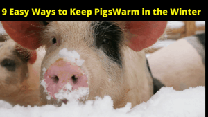 9 Easy Ways - Winter Pig Shelter