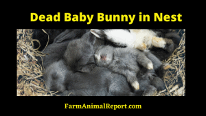 3 Reasons: Will A Momma Rabbit Remove A Dead Baby From Nest | Babies ...