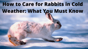 13 Steps: How To Care For Rabbits In The Cold