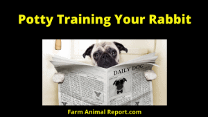 9 Steps To Litter Training Your Rabbit**PLEASE FLUSH**