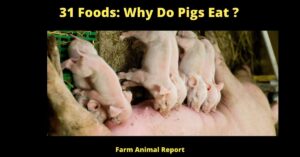 31 Foods: What Do Pigs Eat Anything And Everything? (2024)