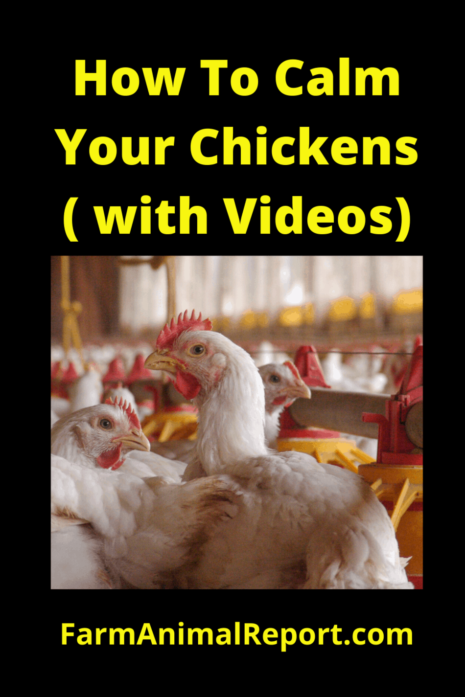 Calming Your Chicken – Farm Animal Report