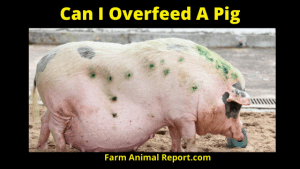 9 Easy Ways – Winter Pig Shelter – Farm Animal Report