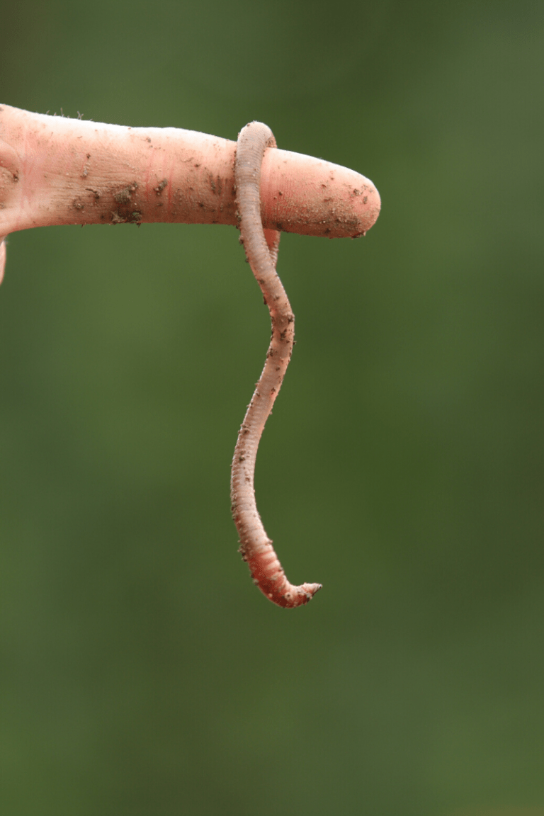Raising Rabbits And Worms Together **RECYCLING POOP**