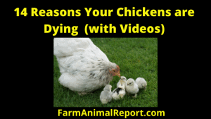 5 Easy Signs: My Chickens are Dying One by One (2024) – Farm Animal Report