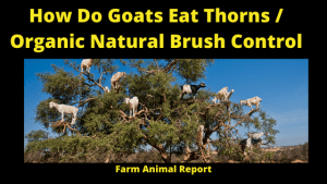 Can Goats Eat Blackberry Bushes | Blackberry | Plants | Eatingg