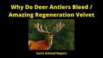 Why Do Deer Bleed When They Shed Their Antlers (2024)? Deer Shedding Velvet