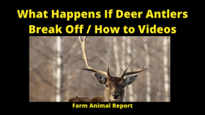 What Happens If Deer Antlers Break Off / 5 How To Videos