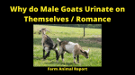 5 Reasons: Why Do Goats Pee On Themselves (2024) | Romance