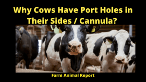 Why Holes In Cows In Their Sides / Cannula? A Quick Discussion