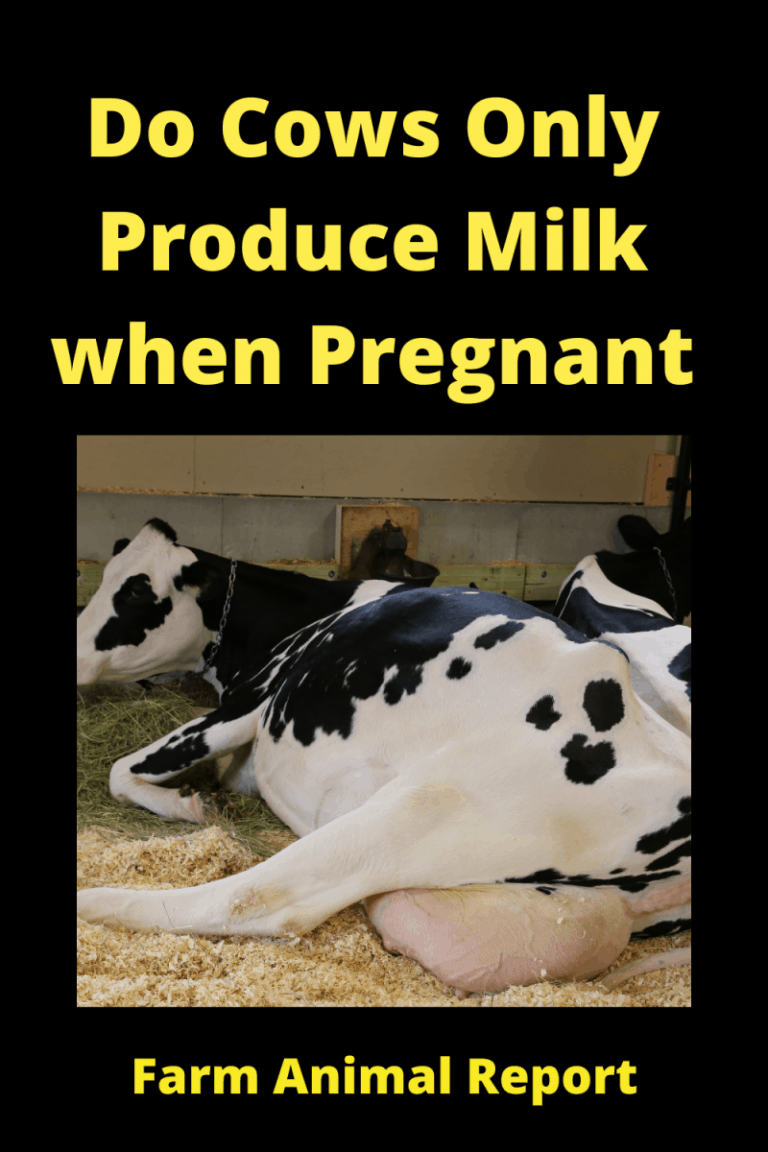 Do Cows Only Produce Milk When Pregnant