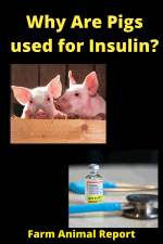 Is Insulin Made From Pigs?