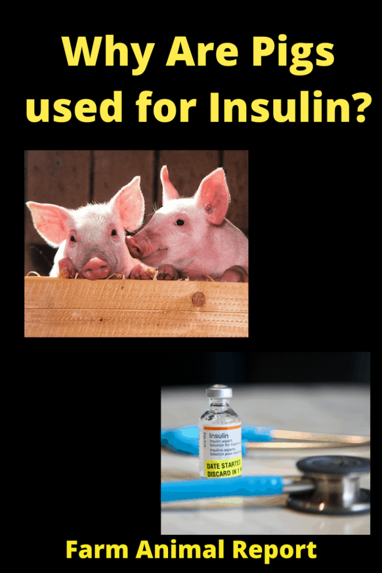 Is Insulin Made From Pigs?