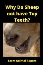 9 Functions: Do Sheep Have Top Teeth?