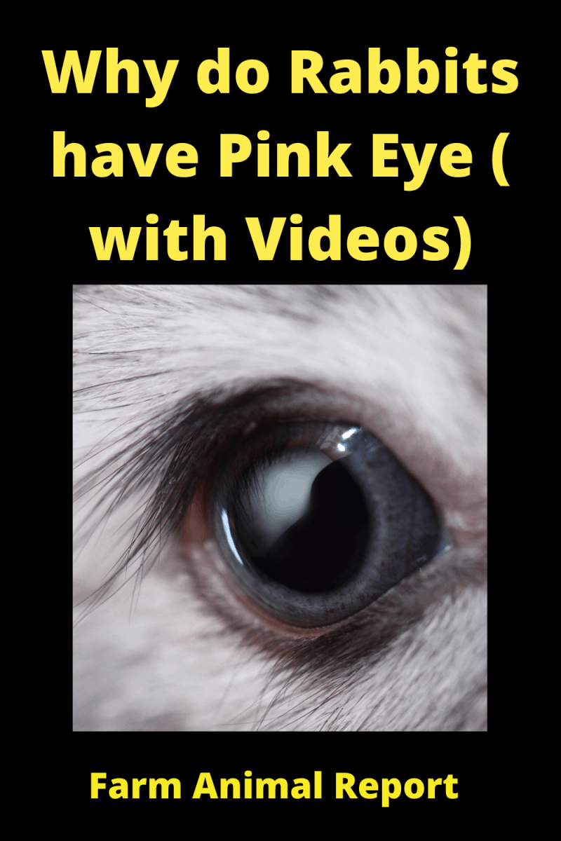 Rabbit With Pink Eyes ( 4VIDEOS)