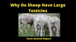 Why Do Sheep Have Large Testicles - Farm Animal report