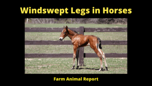 Windswept Foals In Horses