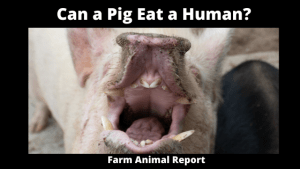 3 Terrifying Cases - Do Pigs Eat Humans| PDF | Yes (2024)