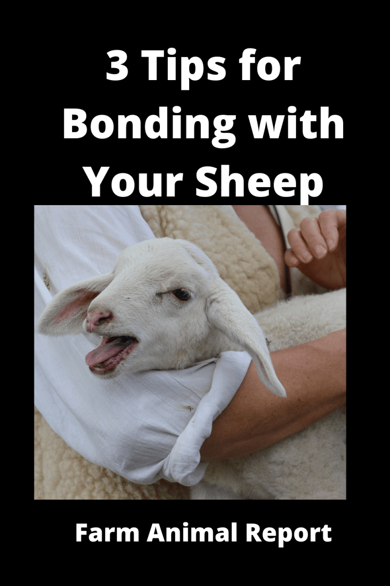 3 Tips For Bonding With Your Sheep / Effective Ways Building Trust