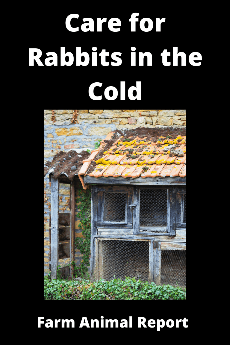 13 Steps: How To Care For Rabbits In The Cold