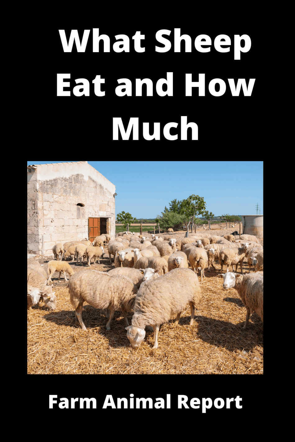 What Sheep Eat And How Much / Your Guide To Feeding Sheep