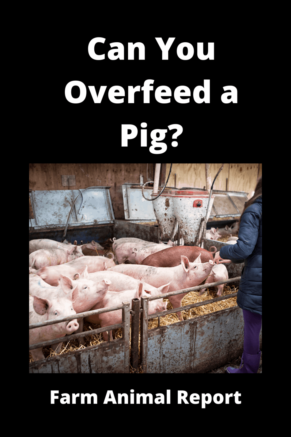 Can You Overfeed A Pig?