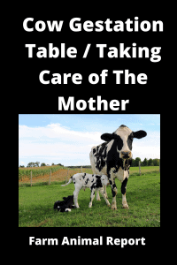 Cattle Gestation Table | Beef | Cow | Gestation Chart