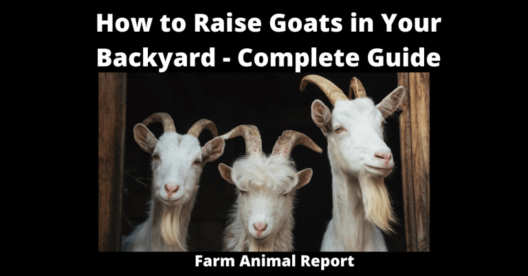 How To Raise Goats In Your Backyard - Complete Guide