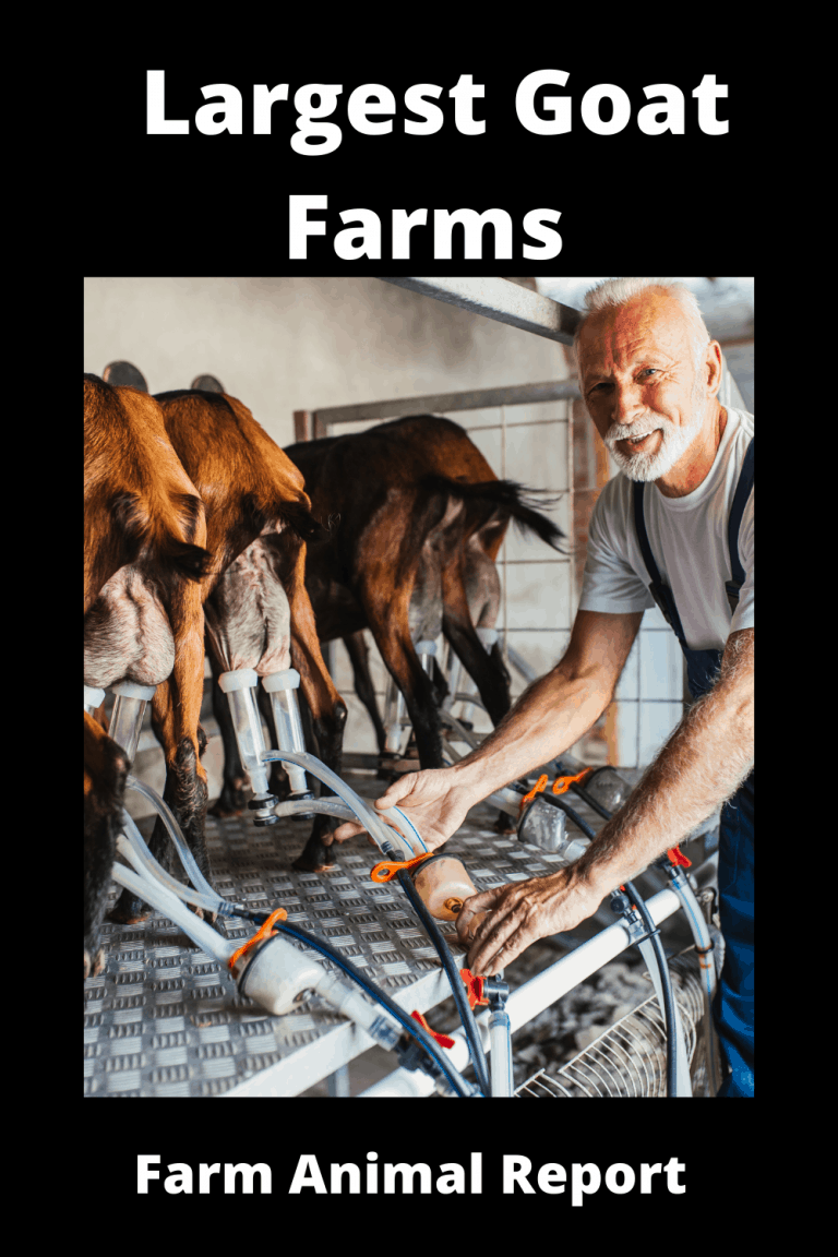 Largest Goat Farms In The World (2024)