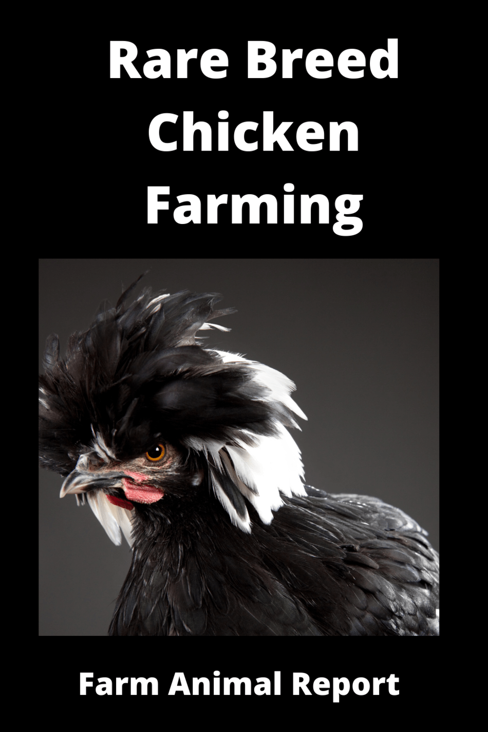 *RARE* Breed Chicken Farming