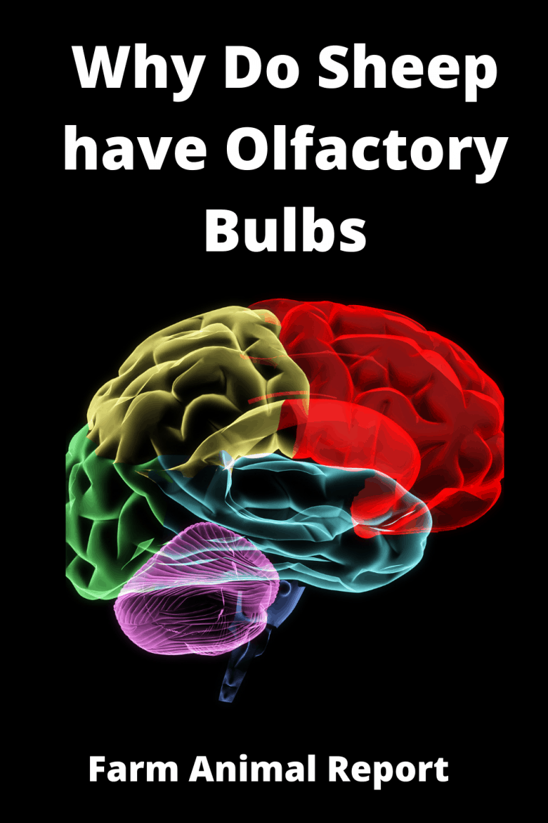 Why Are The Olfactory Bulbs Larger In Sheep? (2024) / Extraordinary ...