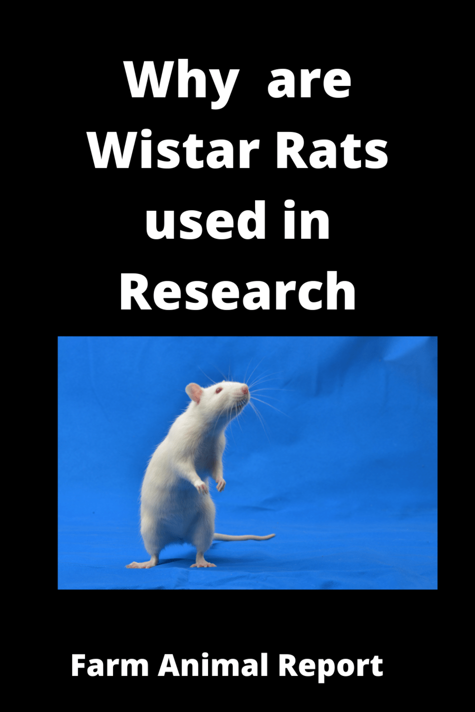 Why Are Wistar Rats Used In Research