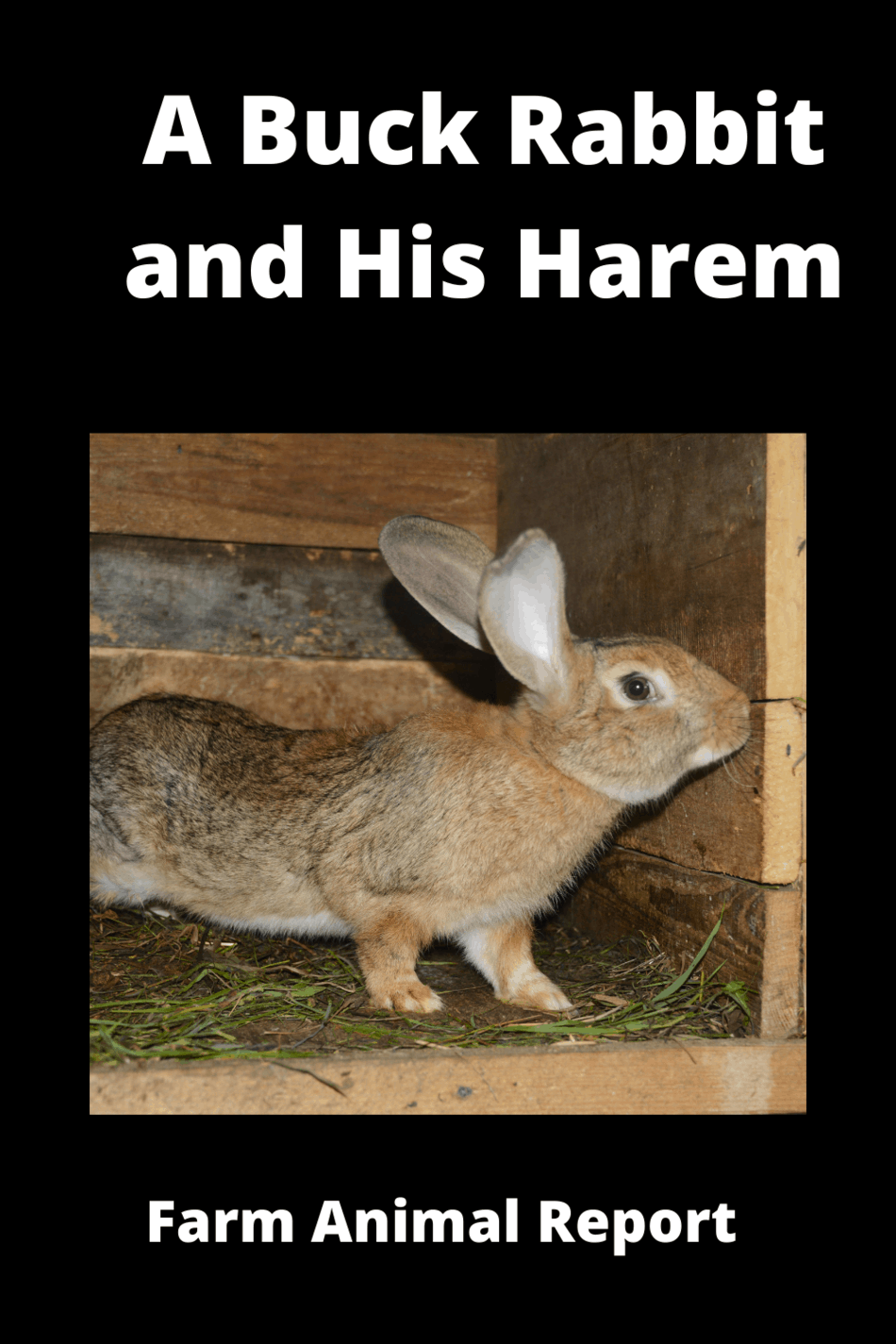 A Buck Rabbit And His Harem! **SOLOMON**