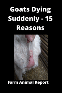 Why Are Goats Dying Suddenly