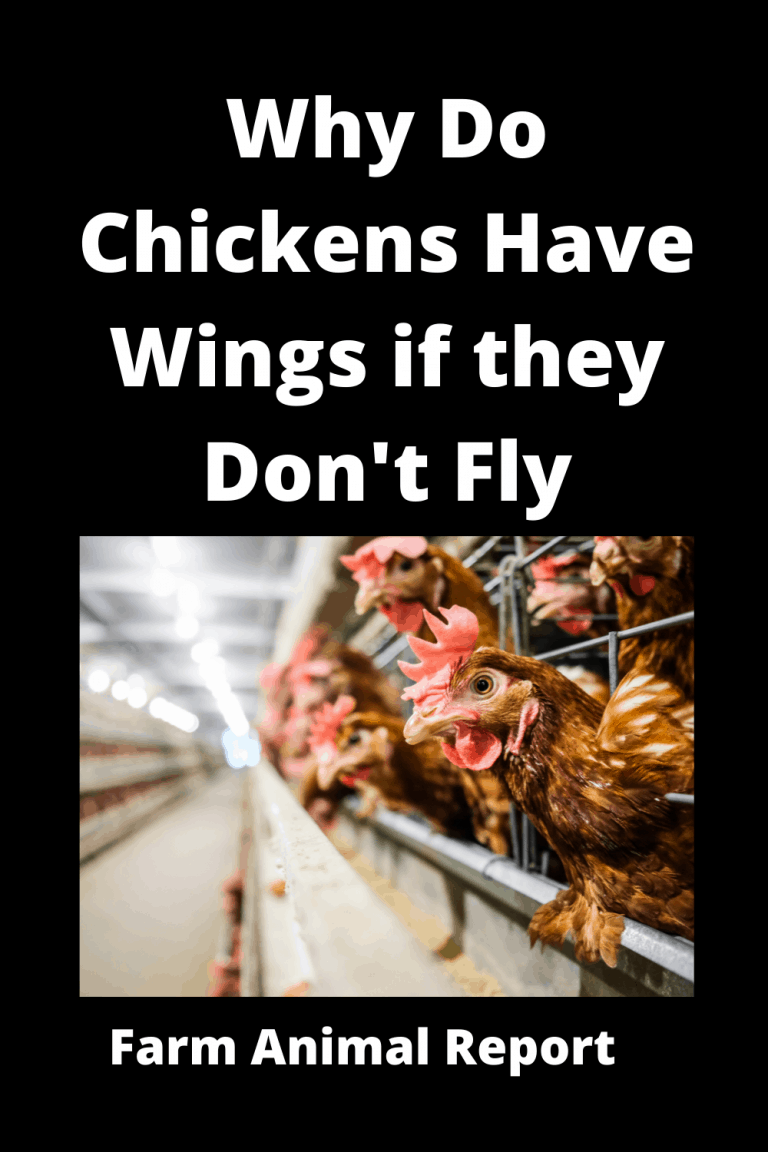 7 Scientific Facts: Why Can't Chickens Fly | PDF | Fly | Flying ...