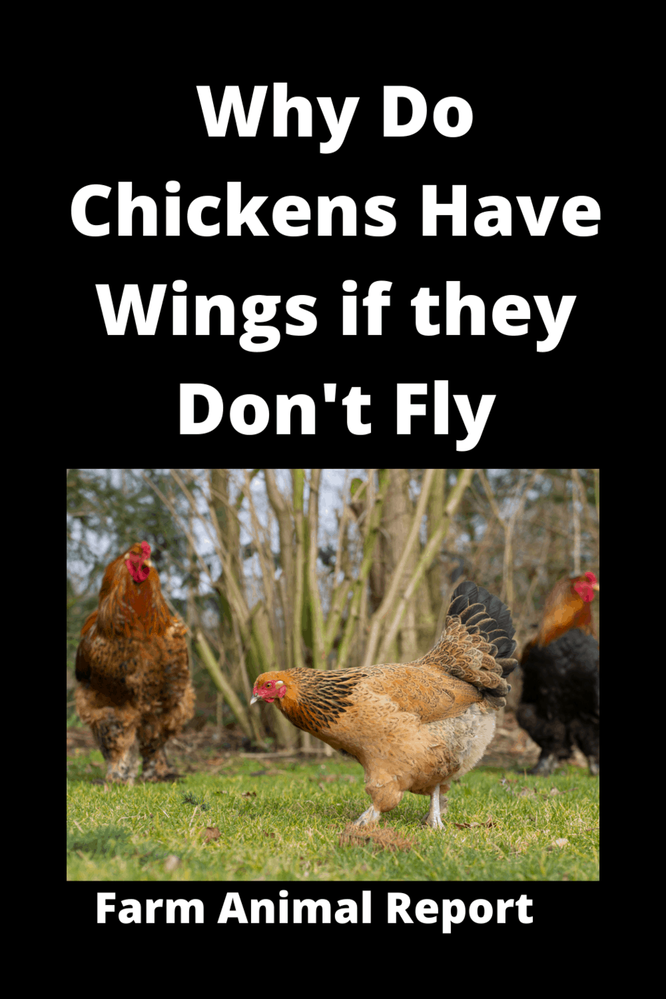 7 Scientific Facts: Why Can't Chickens Fly | PDF | Fly | Flying ...
